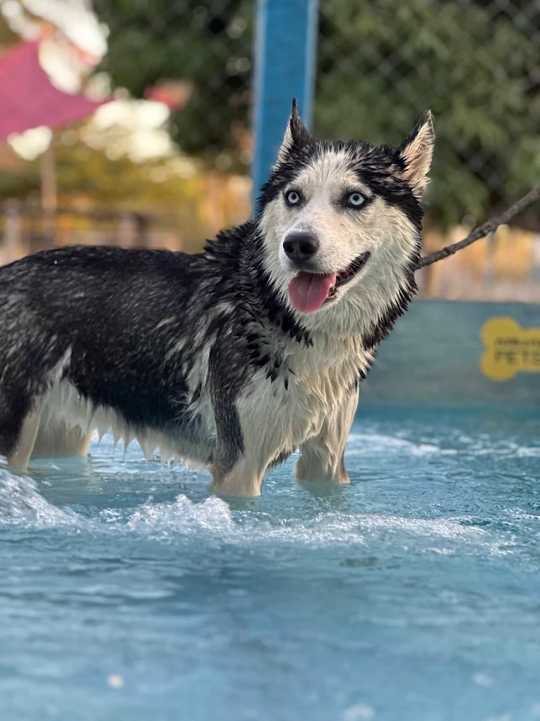 Dog Pool Party